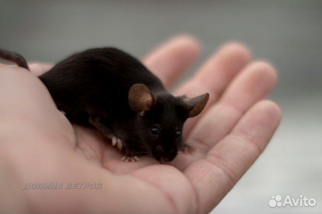 Благородная черная мышь декоративная, самка