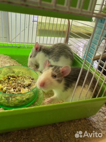 Крысы 2 шт, клетка
