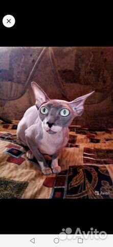 Канадский сфинкс