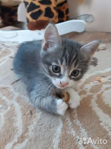 Полосатый мальчишка в добрые руки