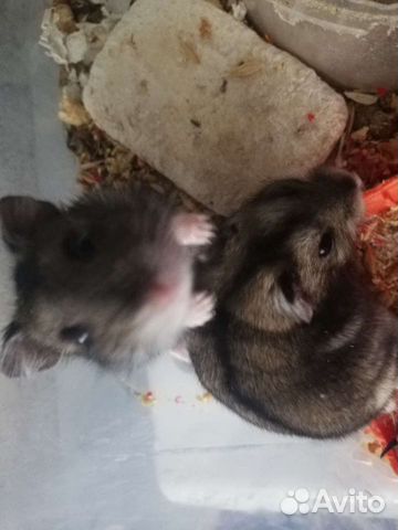 Джунгарские хомяки девочки