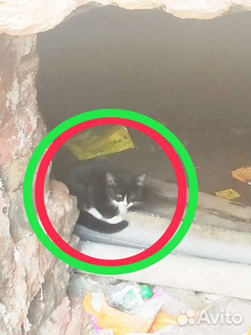 Жалобно плачет котенок на улице