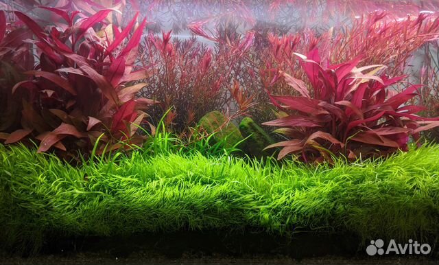Аквариумные растения