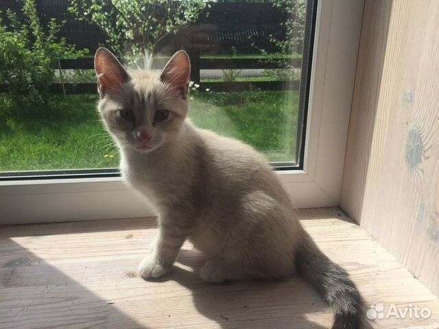 Двухмесячная кошечка