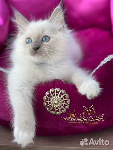 Котенок рэгдолл