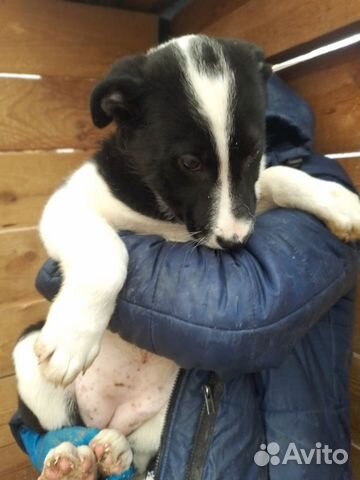 Маша и Миша в добрые ручки