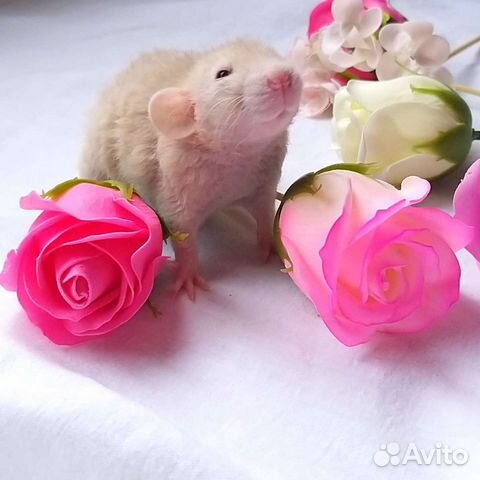 Крысята дамбо рекс(кудряшки)