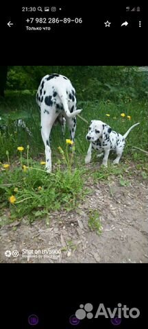 Долматинец