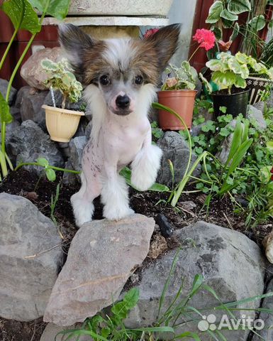 Китайская Хохлатая собачка