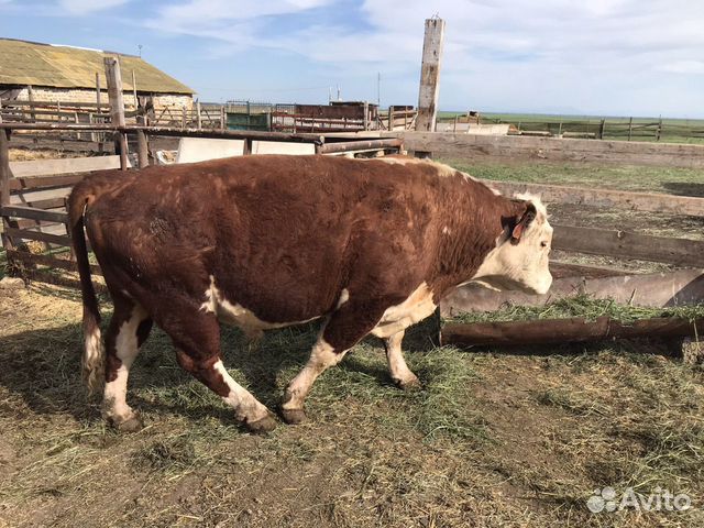 Бык на семя