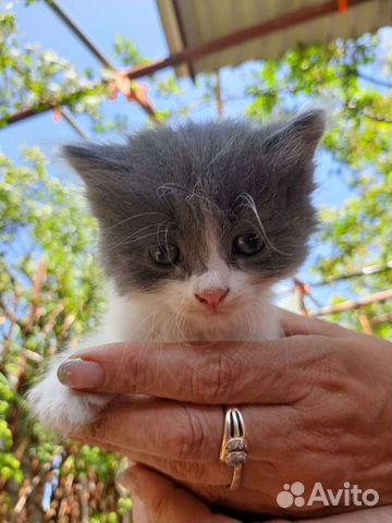 Меконг Ривер Дейл котенок длинношёрстный