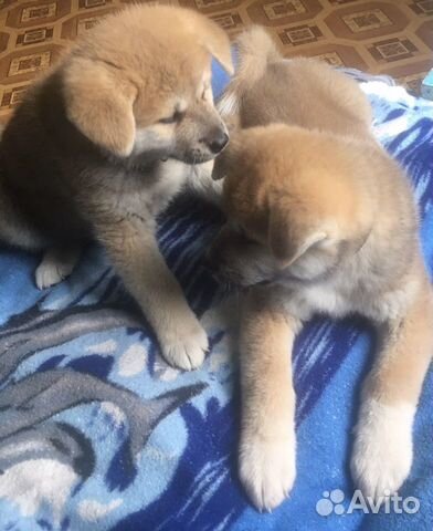 Щенки акита ину