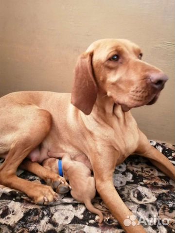 Венгерская легавая выжла