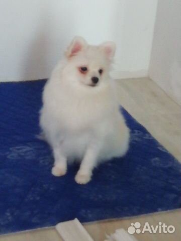 Девочка шпиц