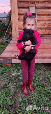 Собаку в добрые руки