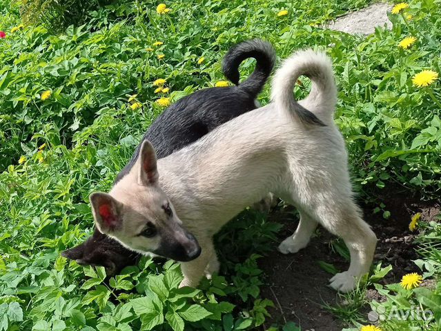 Щенки, щеночки, собака, бельгийская овчарка