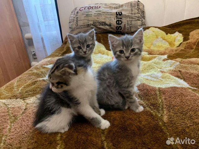 Кошка