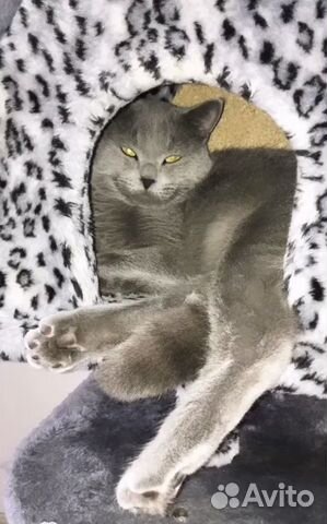 Британец короткошерстный