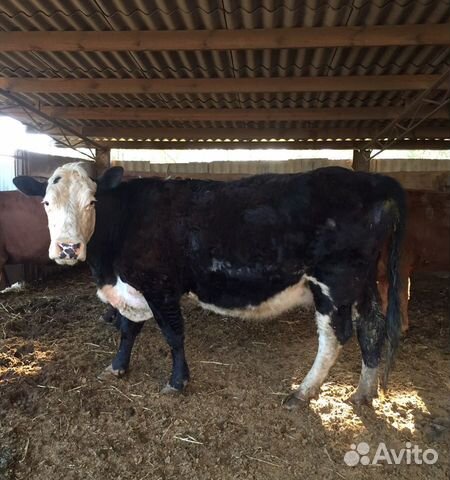 Продается стельная корова