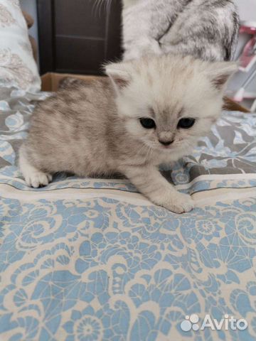 Шотландские вислоухие котята