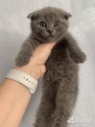 Британские котята