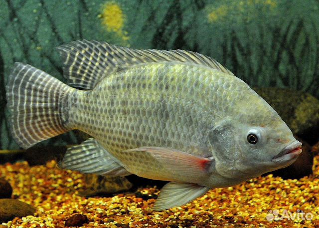 Малек нильской тиляпии