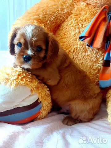 Щенки Кавалер кинг чарльз спаниеля