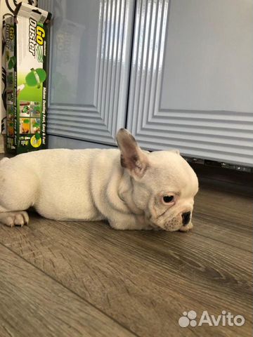 Французский бульдог