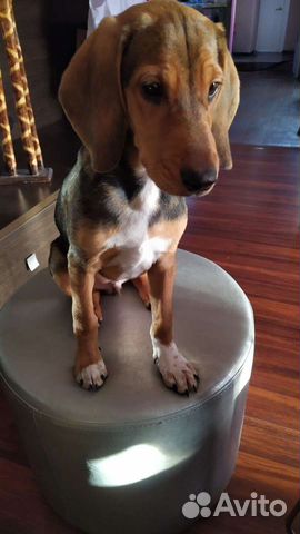 Собака в добрые руки щенок