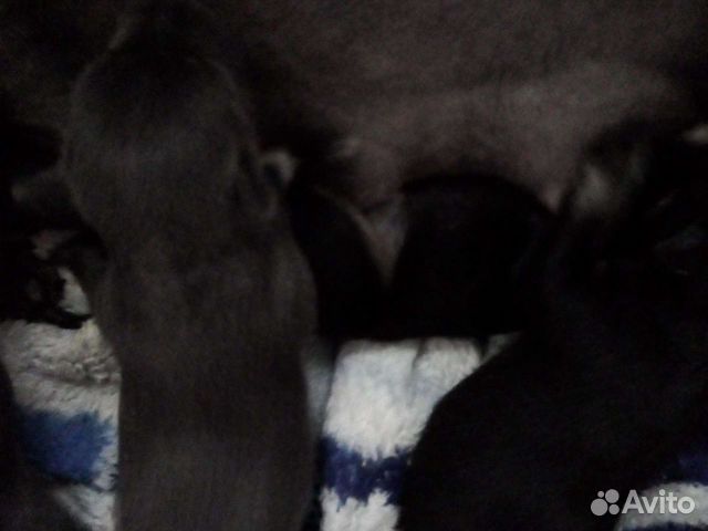 Щенки той терьер