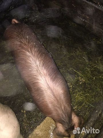 Хряк и свинка