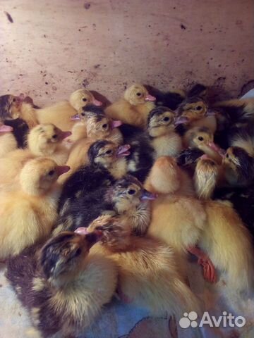 Индоутенок, мускусный утенок