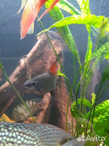 Рыба разная