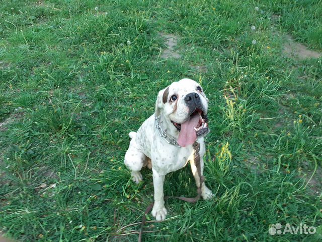 Боксер вязка