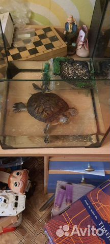 Красноухая черепаха бесплатно