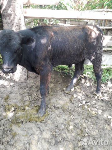 Продаются коровы с телятами