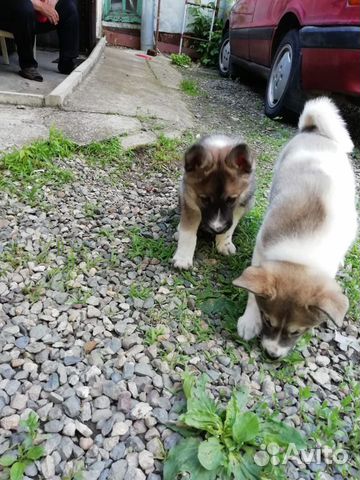 Отдам в добрые руки