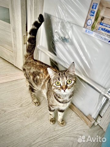 Кошка полубританка