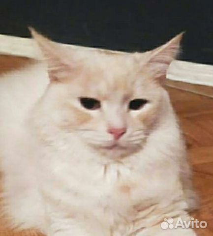 Милый рыжик в ваш дом