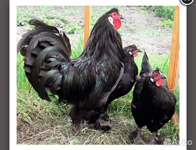 Панциревская черная из Генофонда