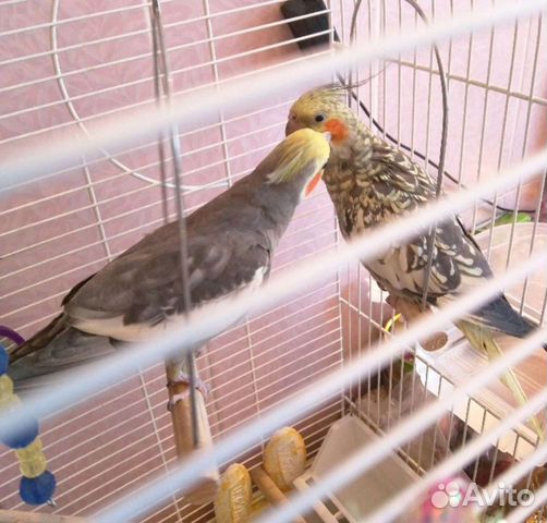 Попугай корелла