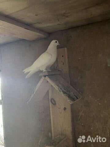 Голубь бакинец белый