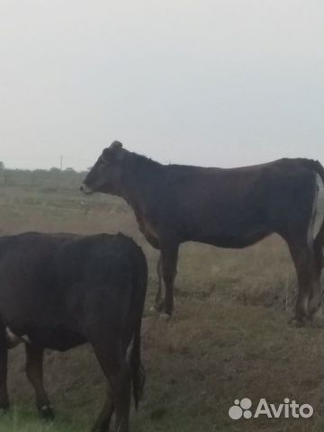 Телка айрширо- швицкая