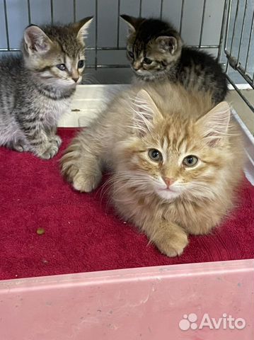 Рыжий котенок 3 мес невероятно красив