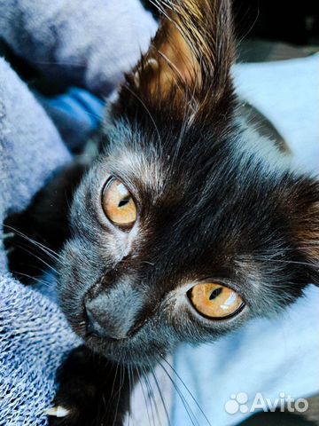 Нежный котенок Мона ищет дом