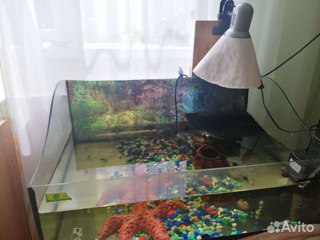 Продаются 2 черепахи