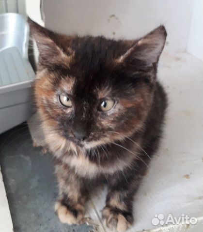 Трехцветная смешная киска,2,5 мес