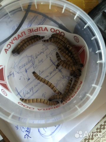 Зоофобус мраморный таракан