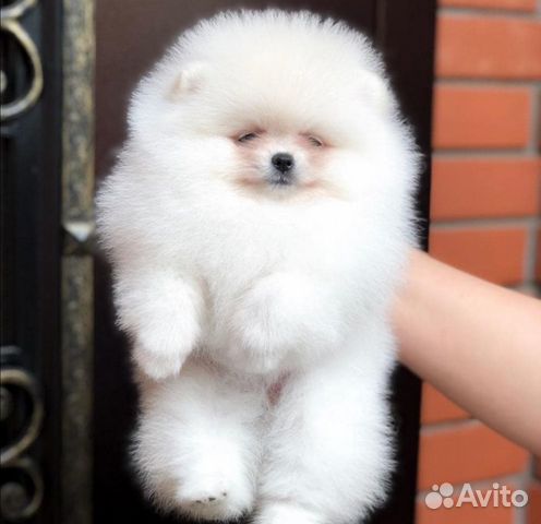 Шпиц