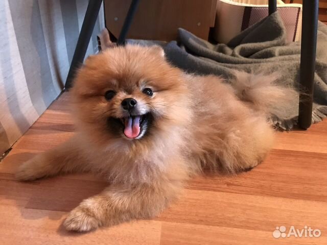 Померанский шпиц мини вязка